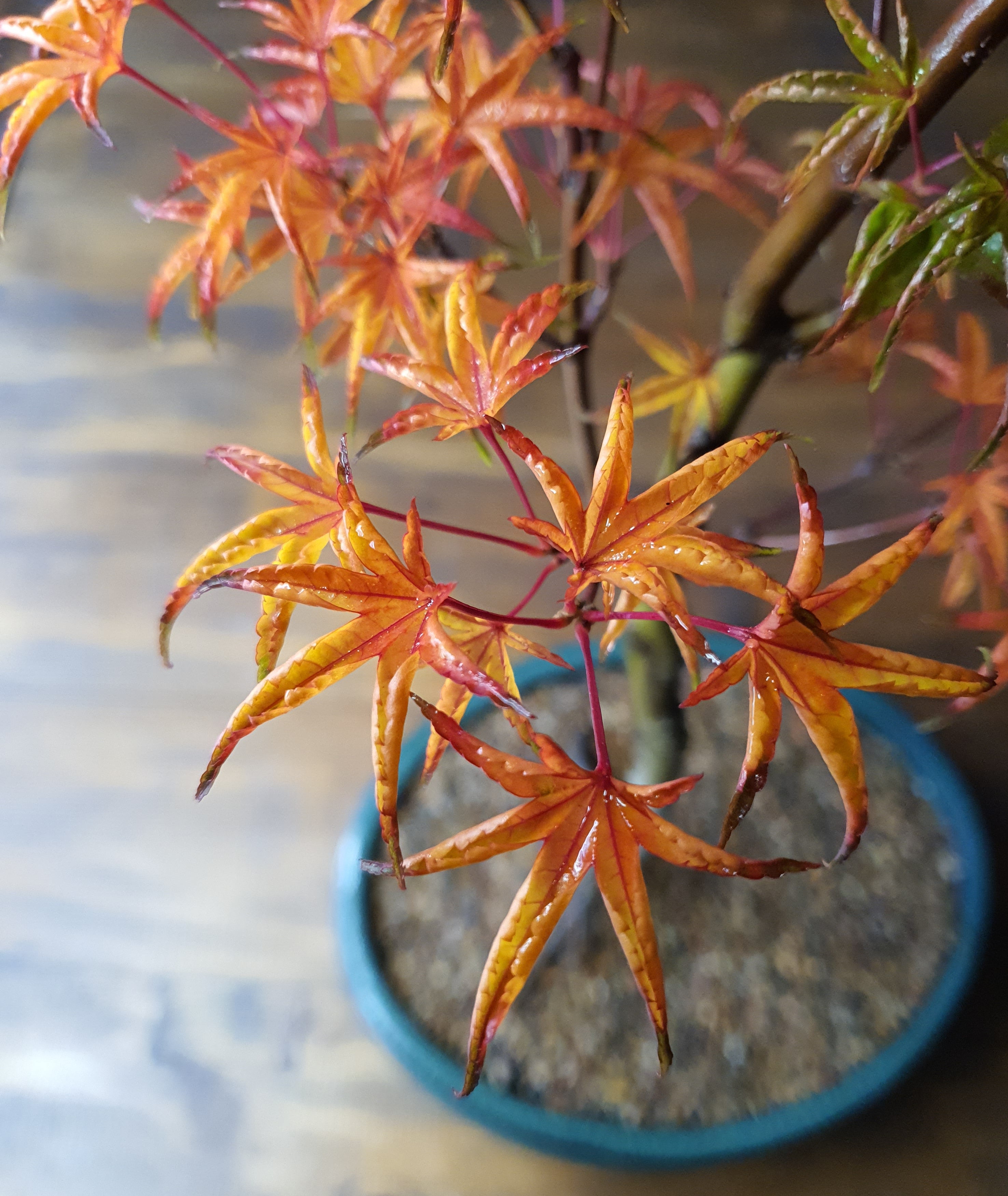 ‘Okushimo’ – Japanese Maple Bonsai – B for Bonsai